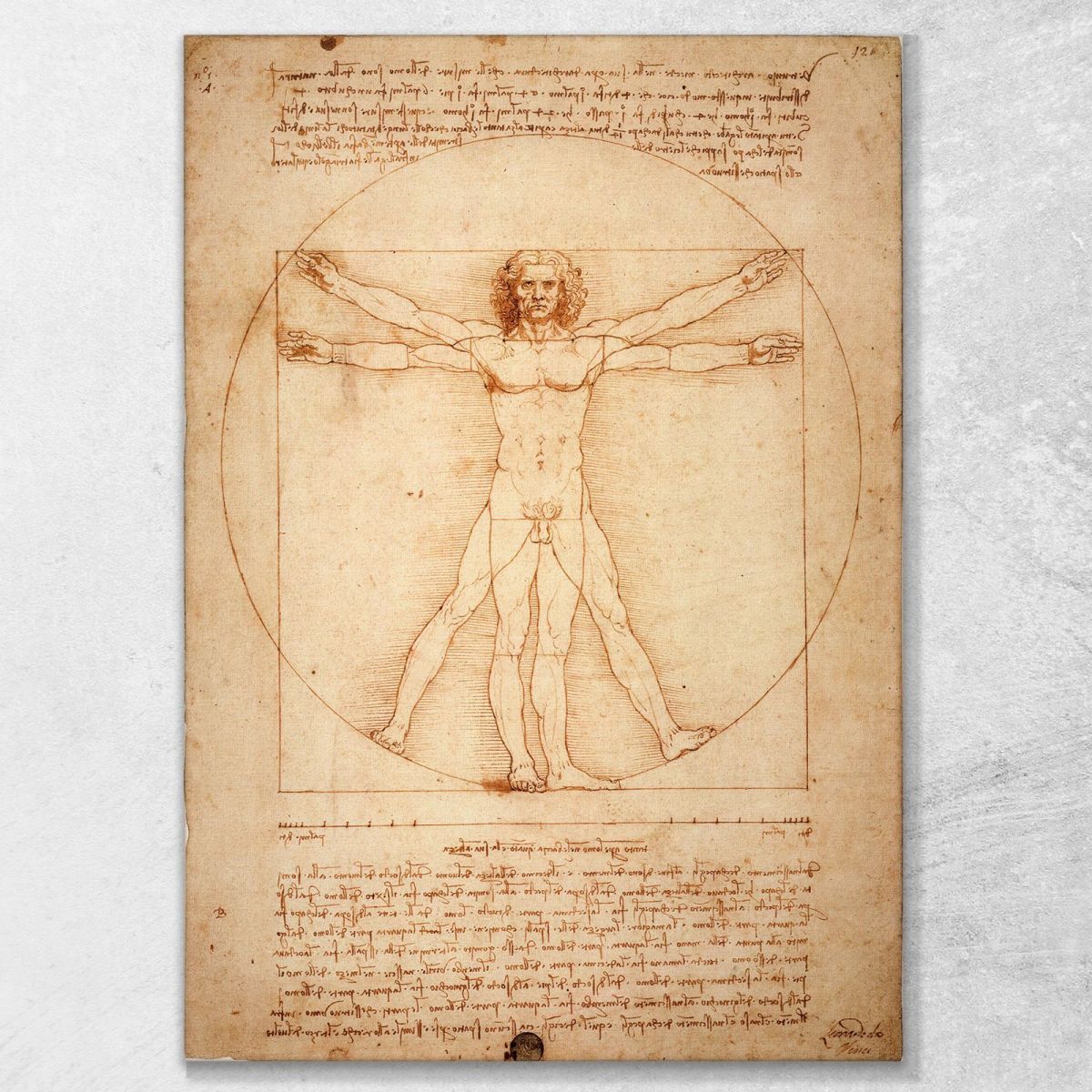Vitruvianischer Mensch Leonardo Da Vinci drucken auf leinwand